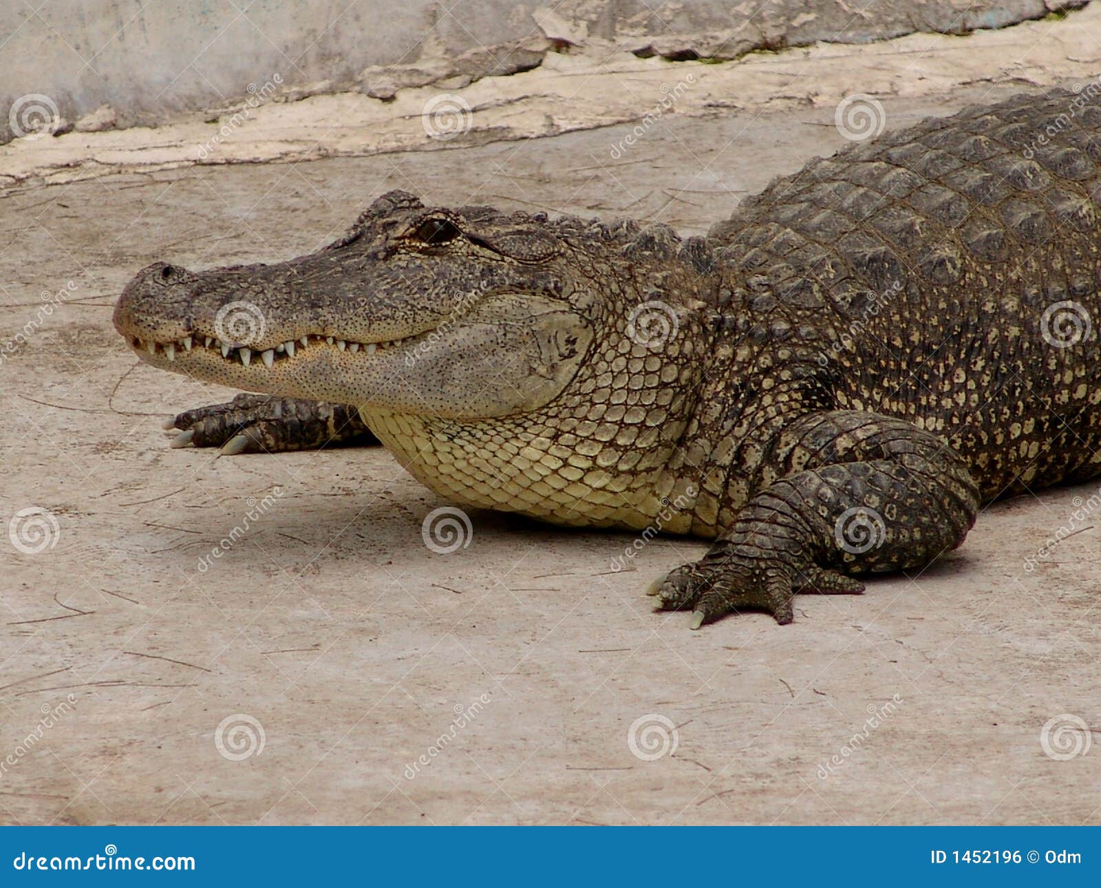 Aligator stock photo. Image of jaws, alligator, aligator - 1452196