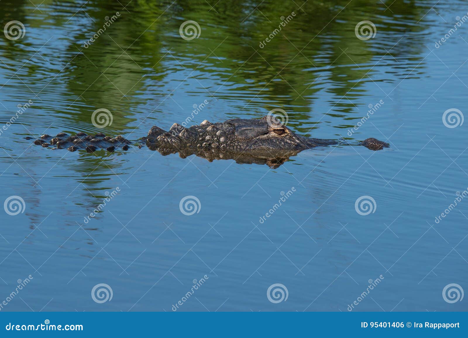 Aligator stock photo. Image of marsh, wildlife, swamp - 95401406