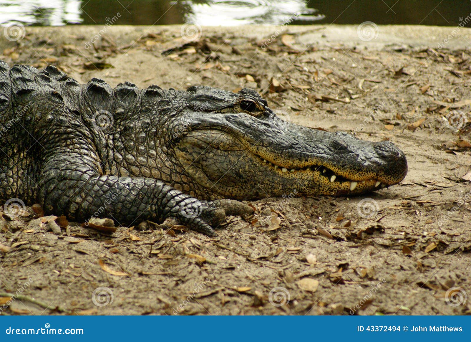 Aligator stock photo. Image of aligator, closeup, close - 43372494