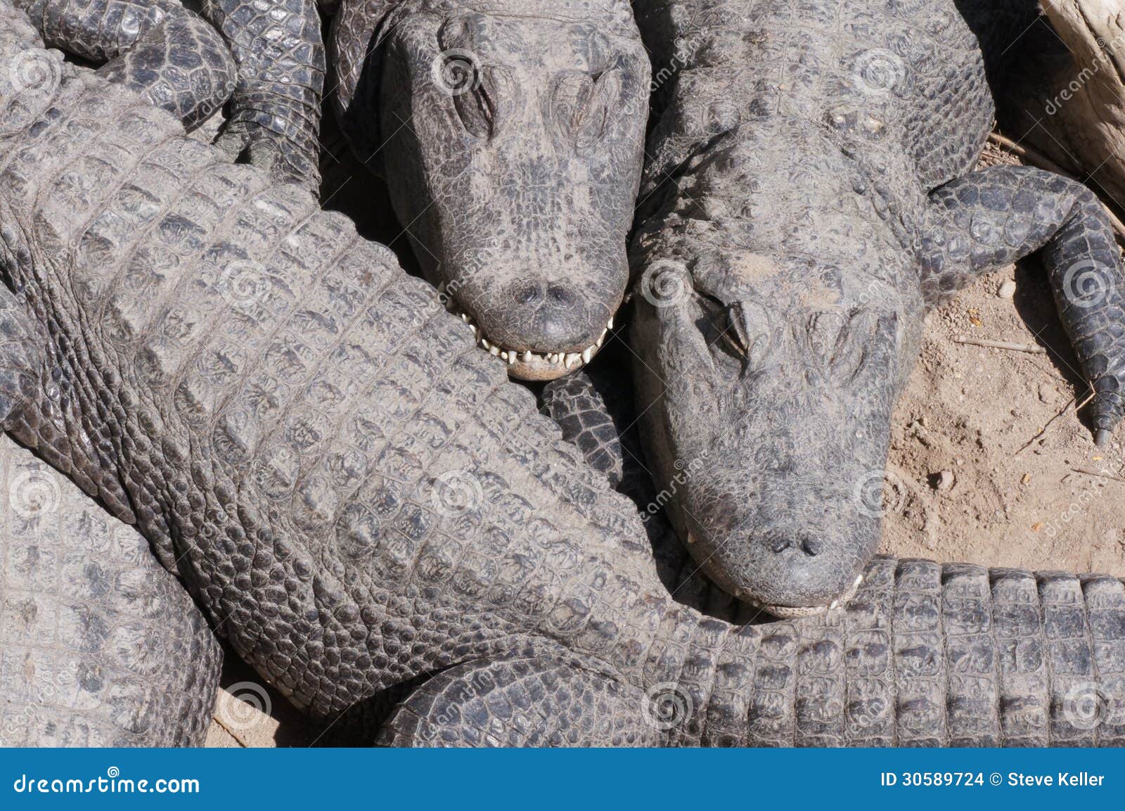 Aligator stock photo. Image of animal, danger, gator - 30589724