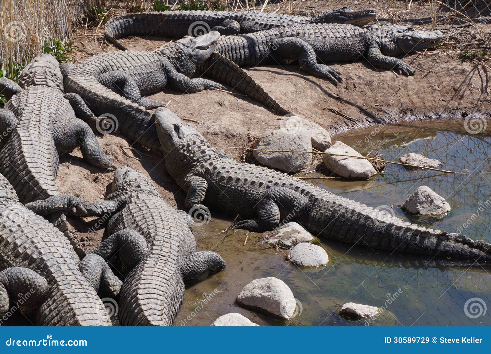 Aligator stock image. Image of scale, animal, gator, danger - 30589729