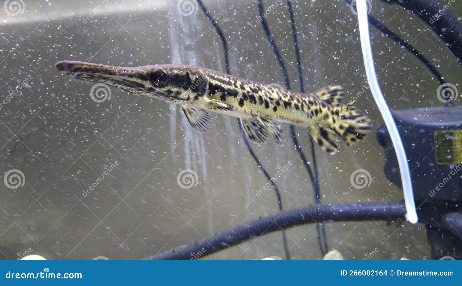 Aligator fish stock photo. Image of wing, lizard, underwater - 266002164