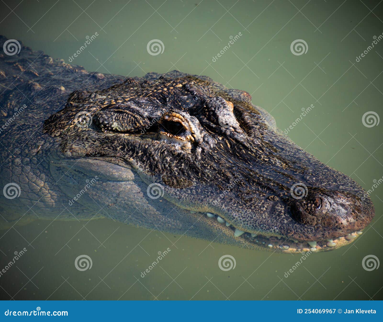 Aligator Head Above Water Predator Stock Image - Image of wildlife ...
