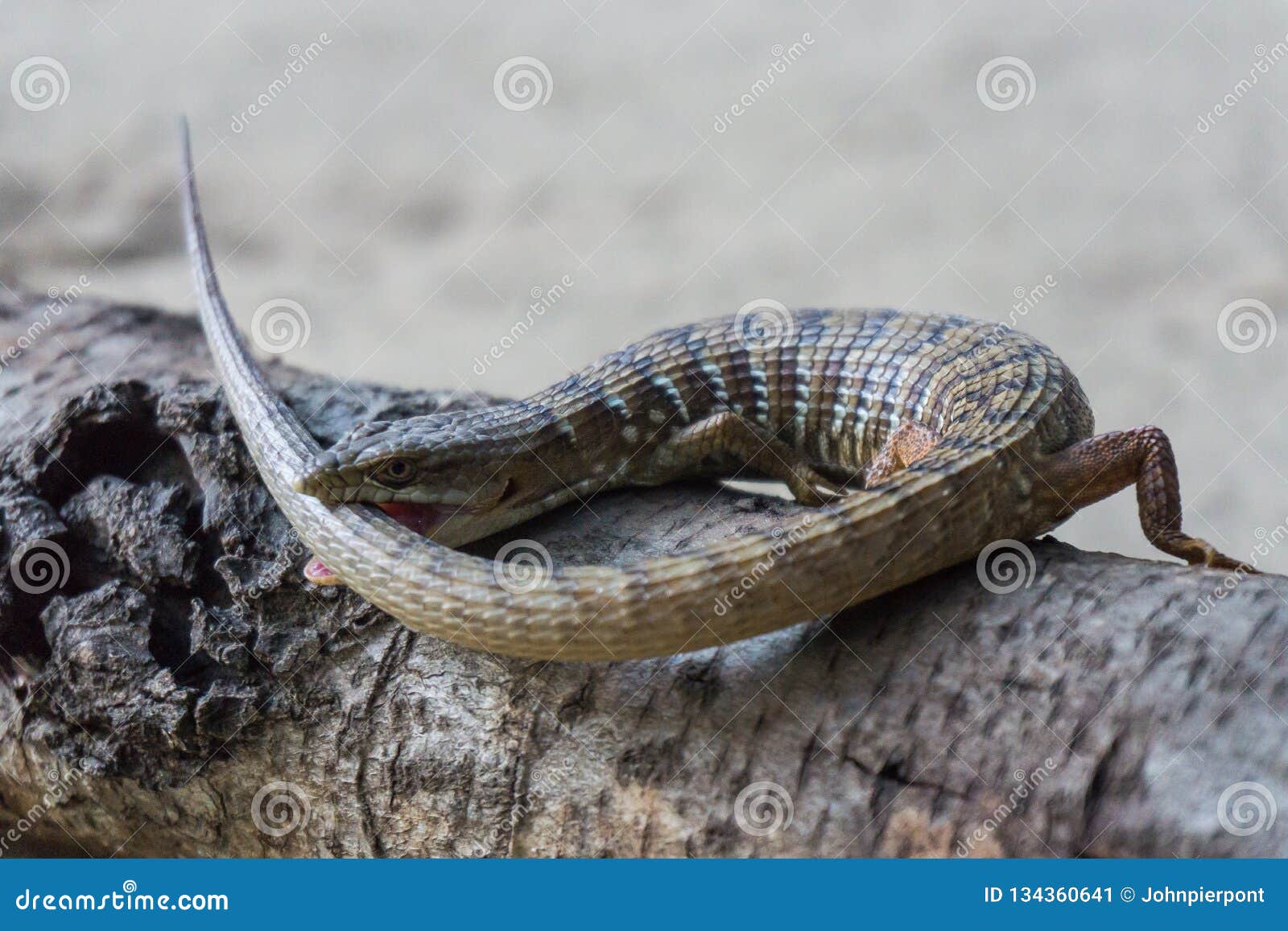 Biting your own tail stock image. Image of lizard, bites - 134360641