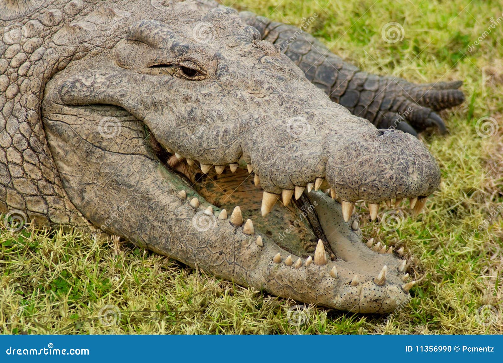 Aligator mouth open stock photo. Image of creature, dangerous - 11356990