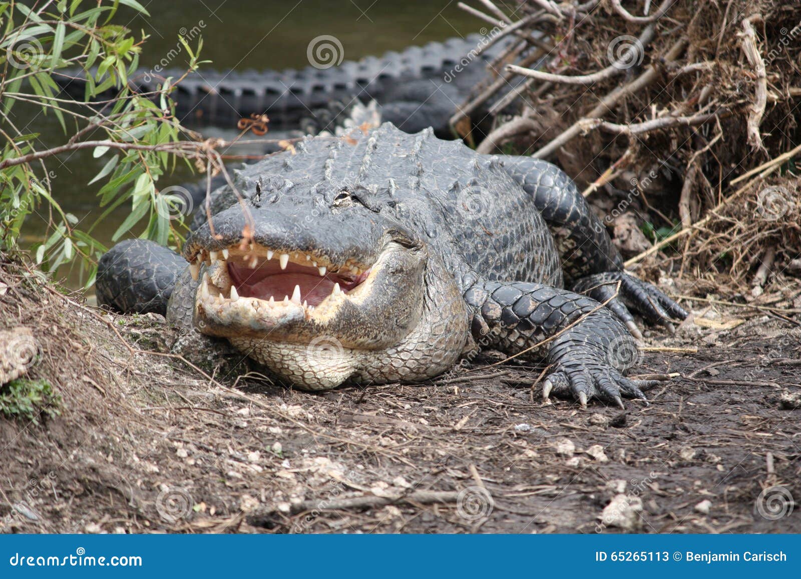 Aligator with open Mouth stock image. Image of beatifull - 65265113