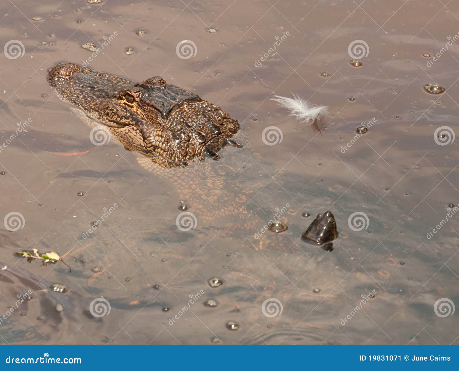 Aligator swimming stock image. Image of skin, head, alligator - 19831071