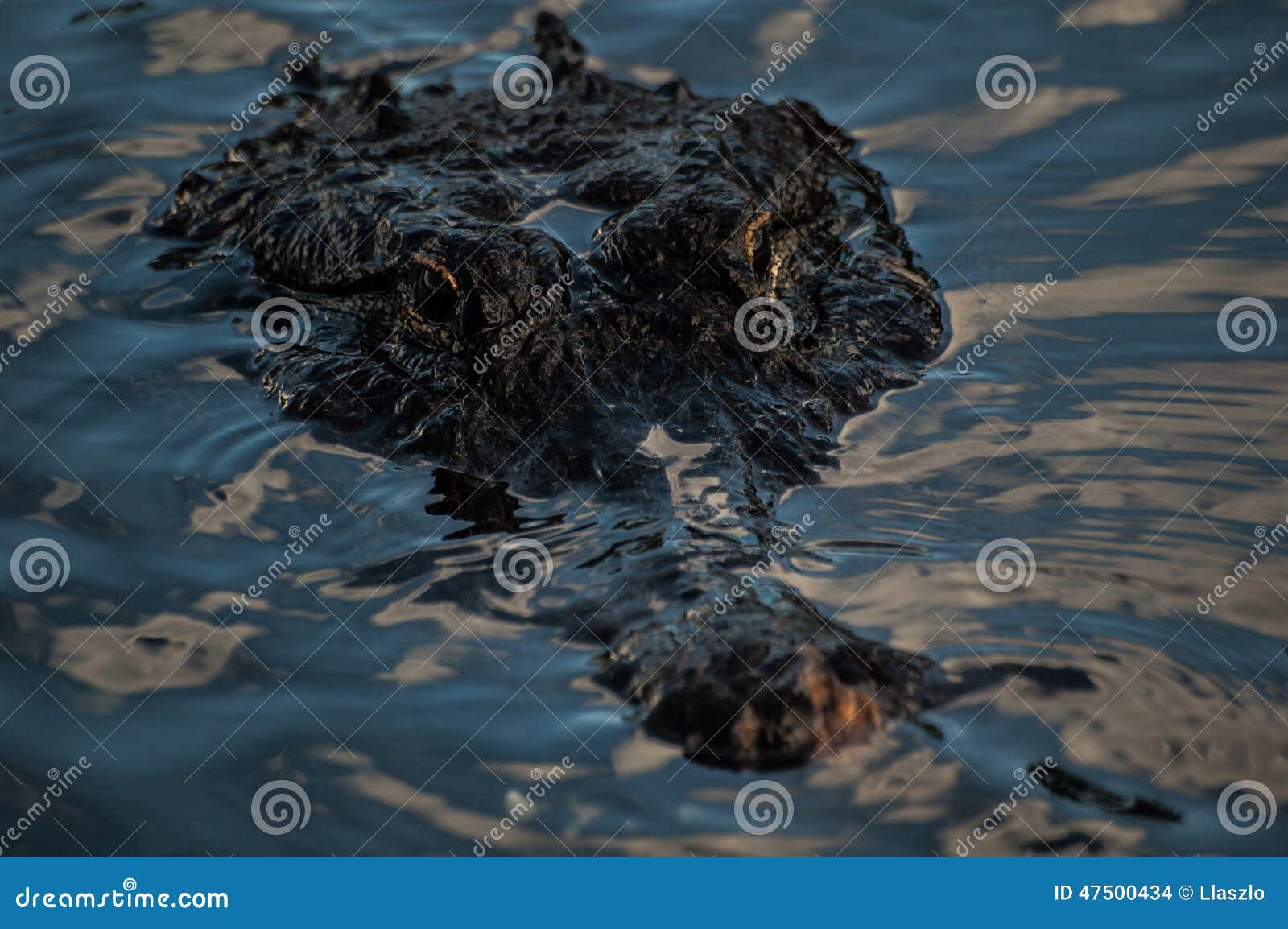 Aligator stock photo. Image of gator, wildlife, animals - 47500434