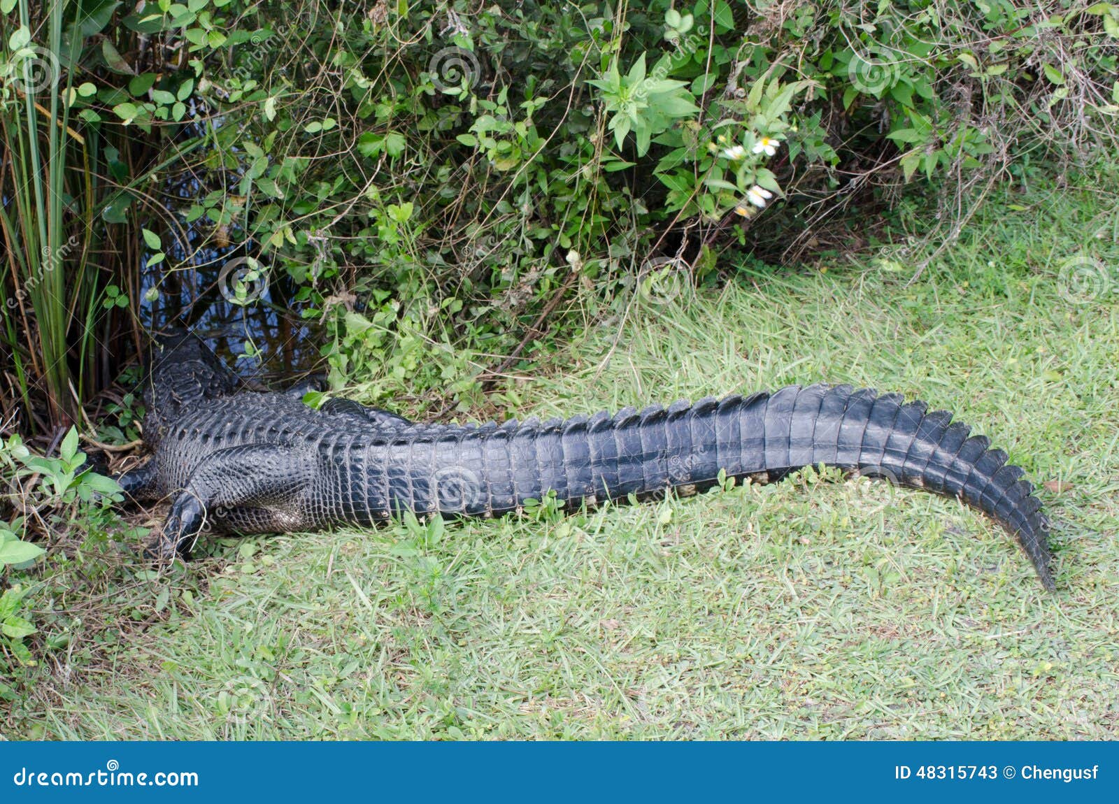 An aligator tail stock image. Image of deadly, huge, armour - 48315743