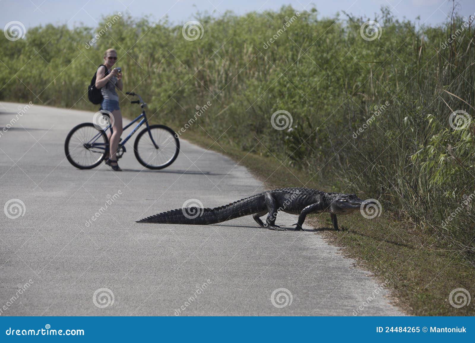 Aligator and Turist on Bike Editorial Image - Image of crossing, park ...