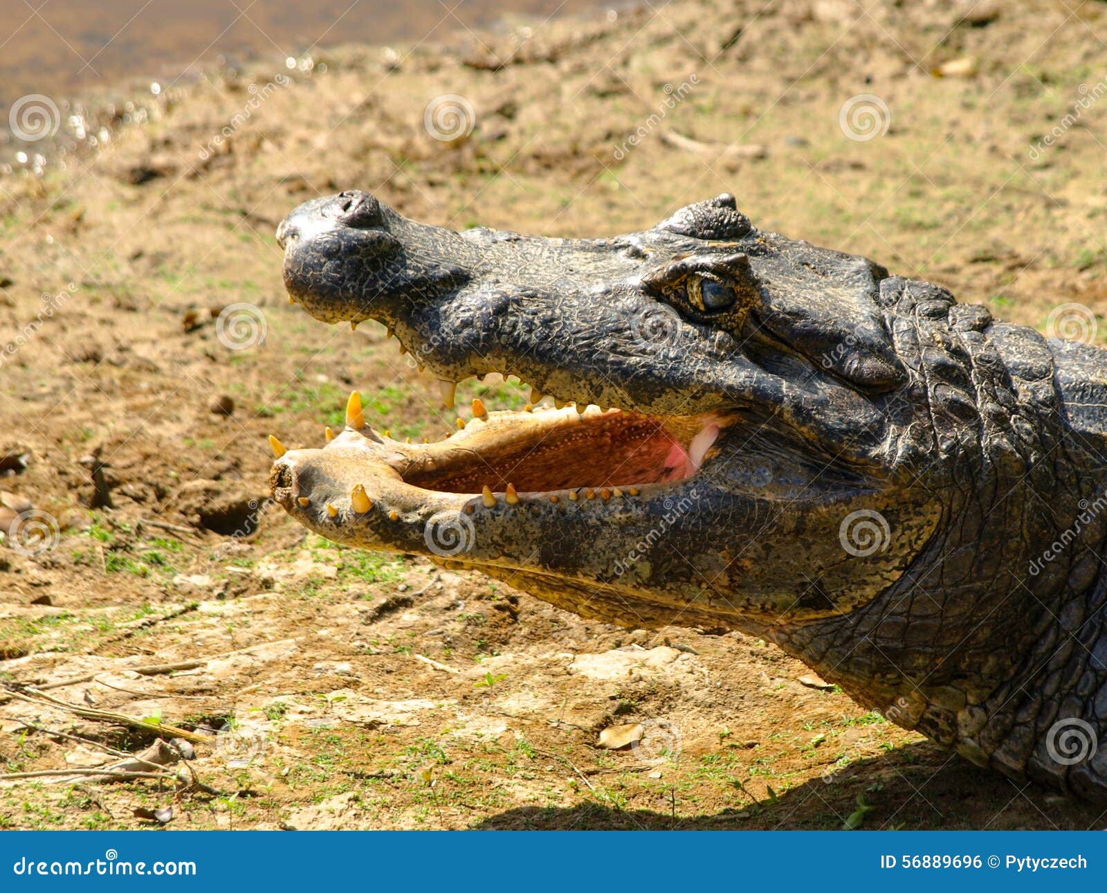 Aligator z otwartym usta zdjęcie stock. Obraz złożonej z ameryka - 56889696