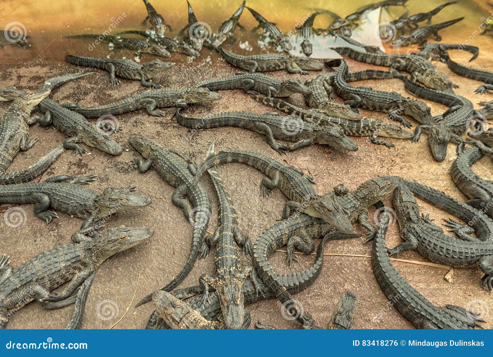 Aligators in Everglades Alligator Farm. Florida. Stock Photo - Image of ...