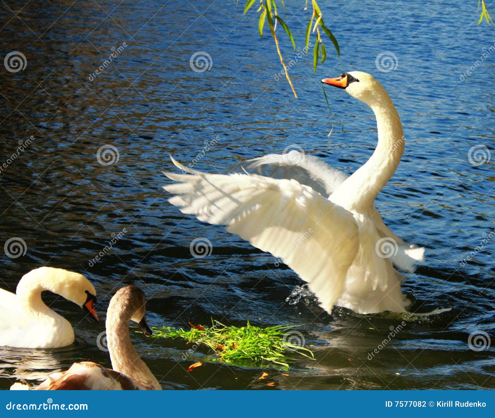 Alighted swan stock photo. Image of swan, dynamic, alight - 7577082