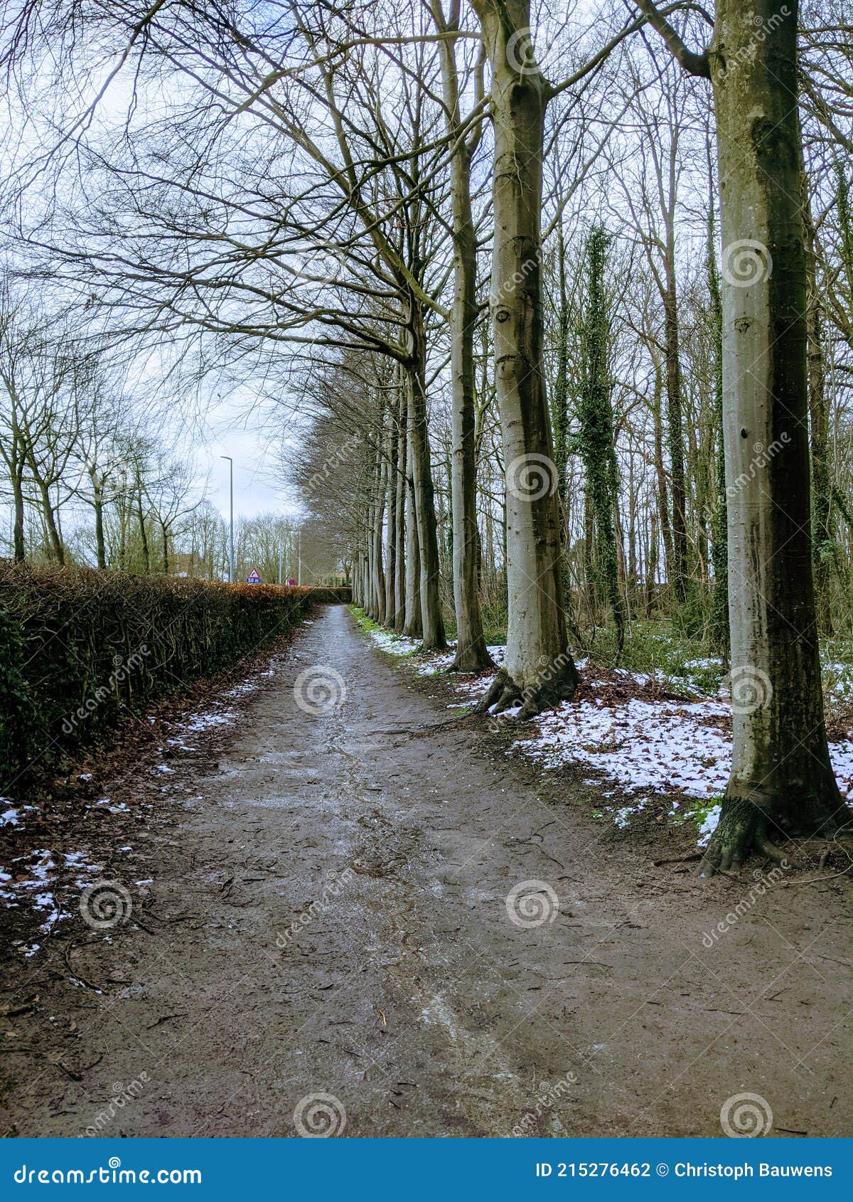 Aligned row of trees stock photo. Image of winter, waterway - 215276462