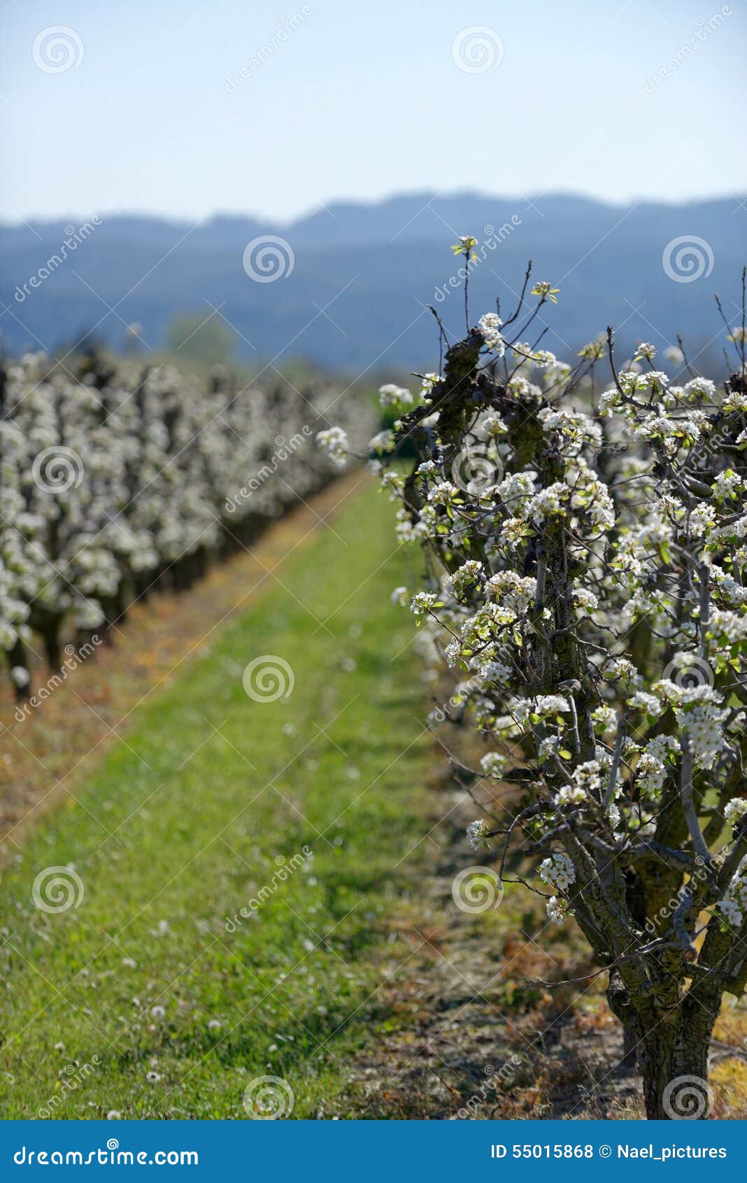 Alignment of Fruit Trees and Vineyard Stock Photo - Image of yellow ...