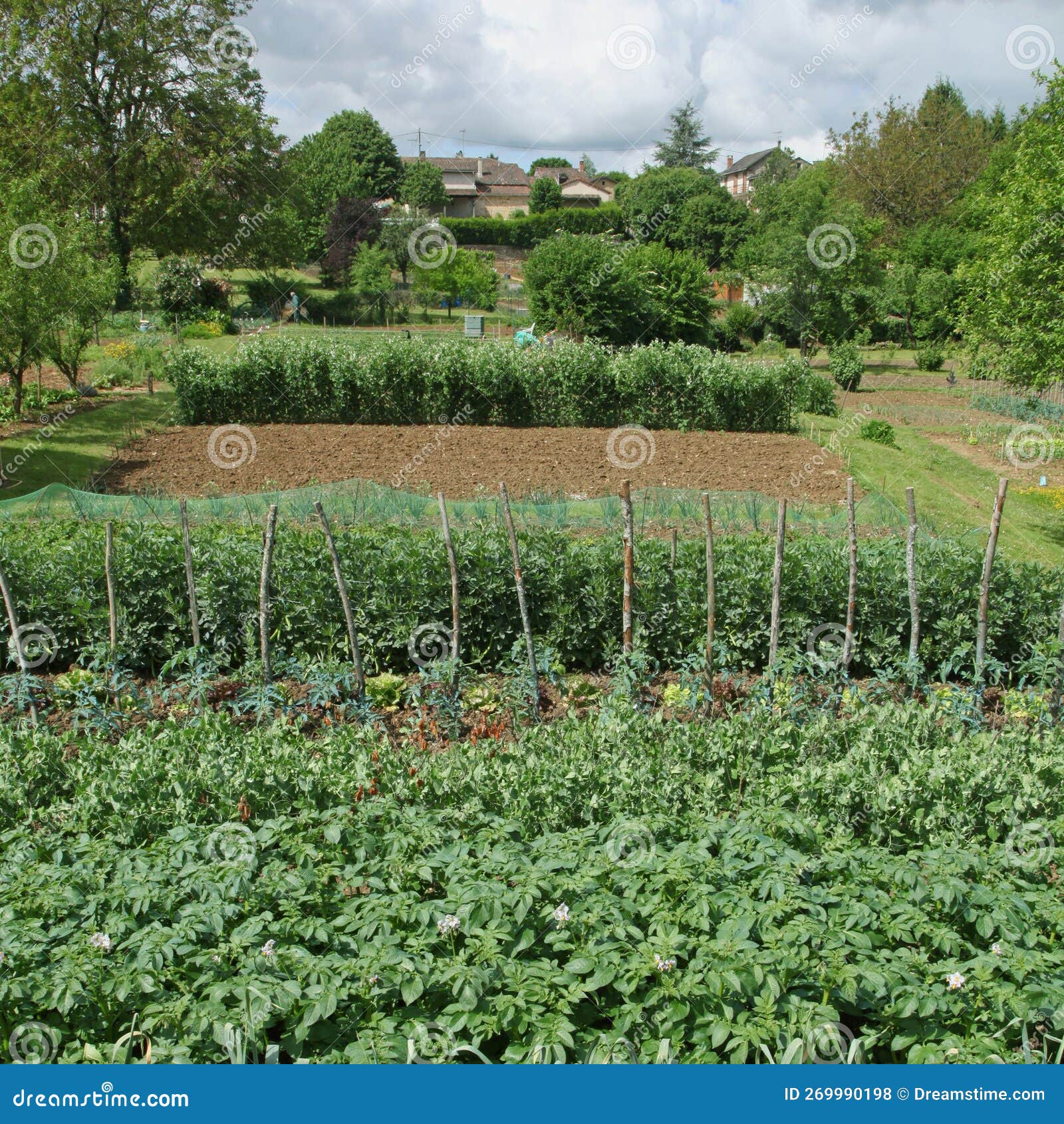 Alignment of Rows of Different Vegetables in a Vegetable Garden Stock ...