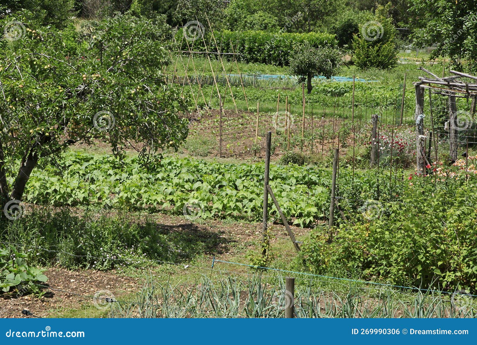 Alignment of Rows of Different Vegetables in a Vegetable Garden Stock ...