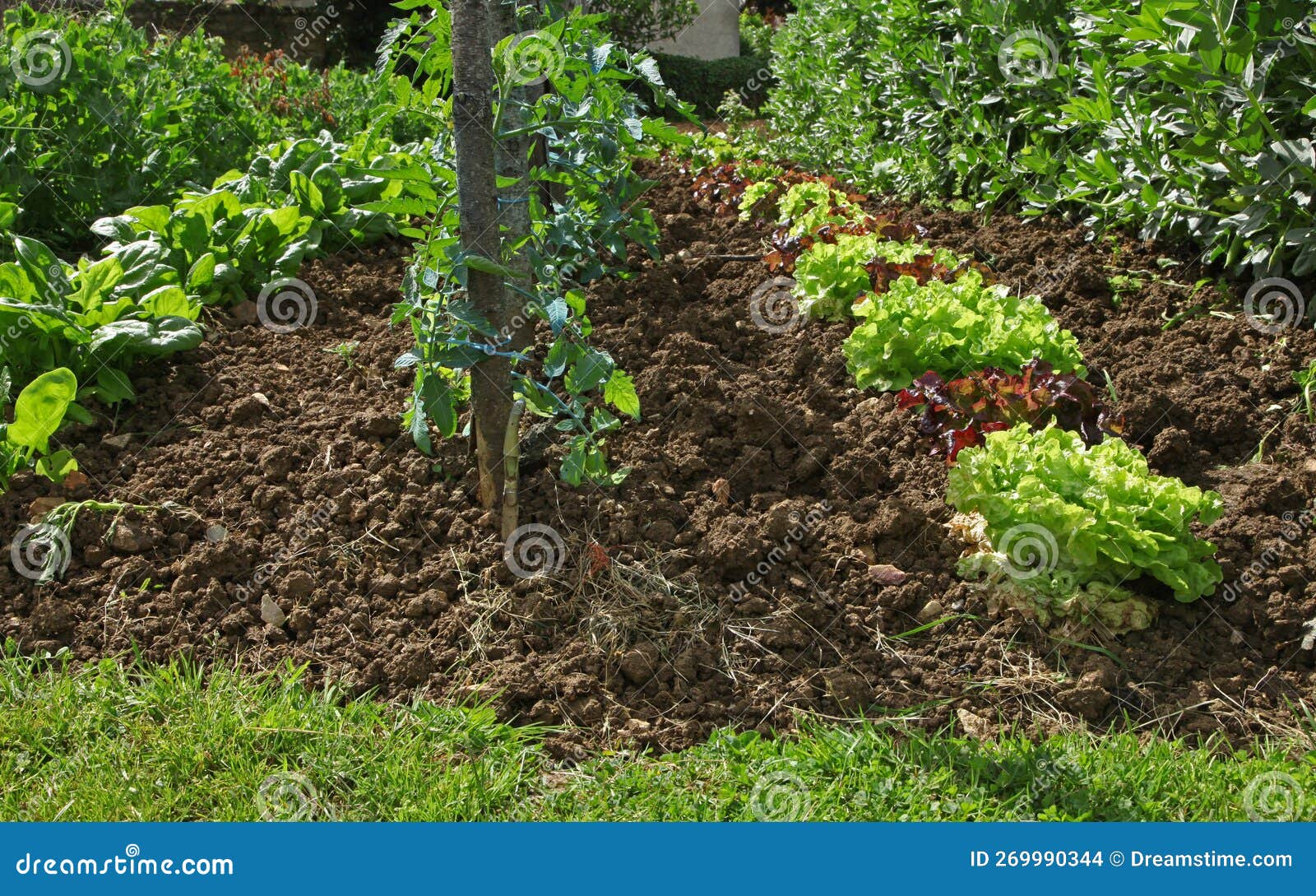 Alignment of Rows of Different Vegetables in a Vegetable Garden Stock ...
