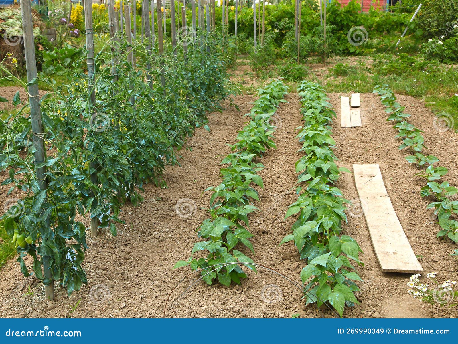 Alignment of Rows of Different Vegetables in a Vegetable Garden Stock ...