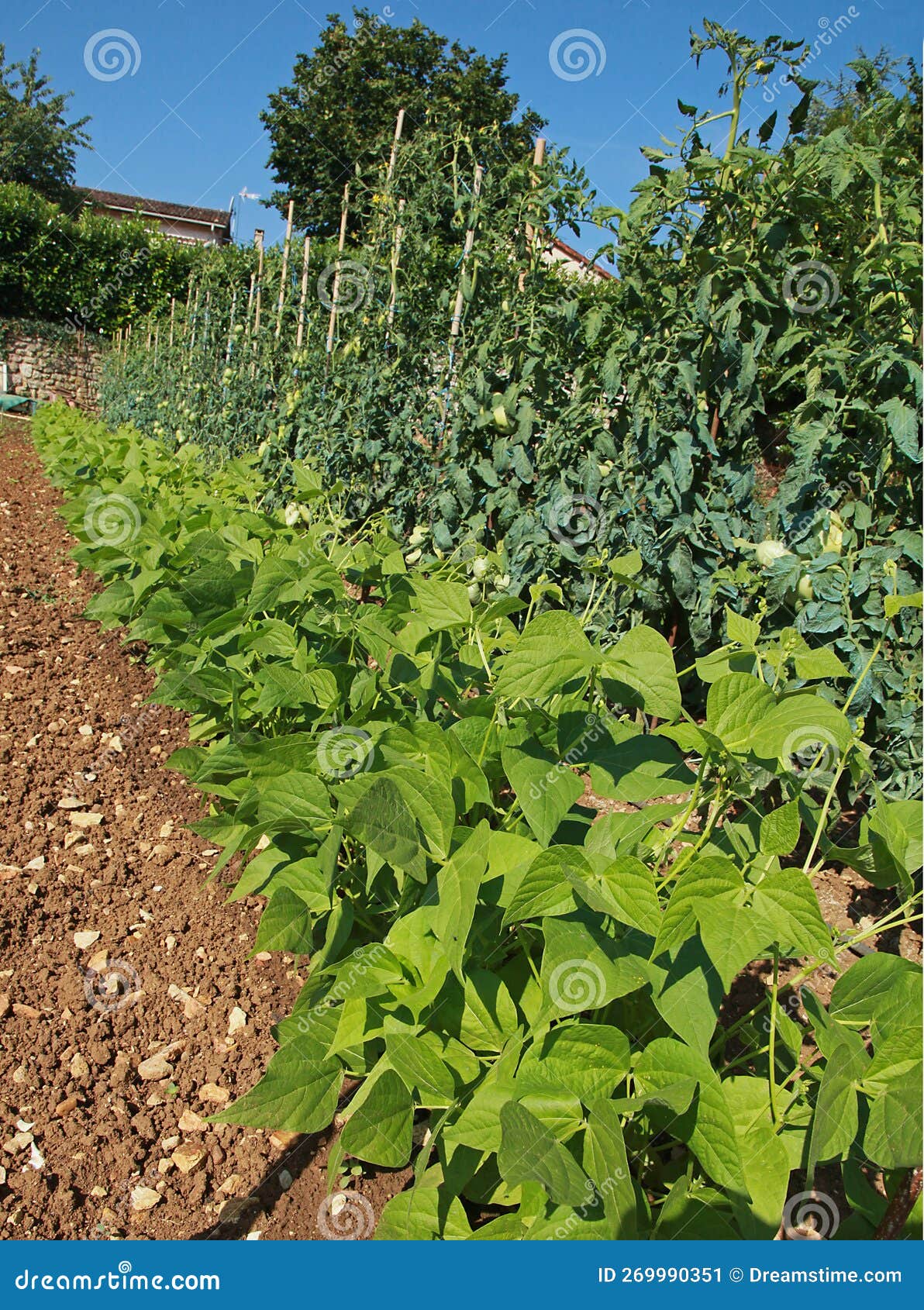 Alignment of Rows of Different Vegetables in a Vegetable Garden Stock ...
