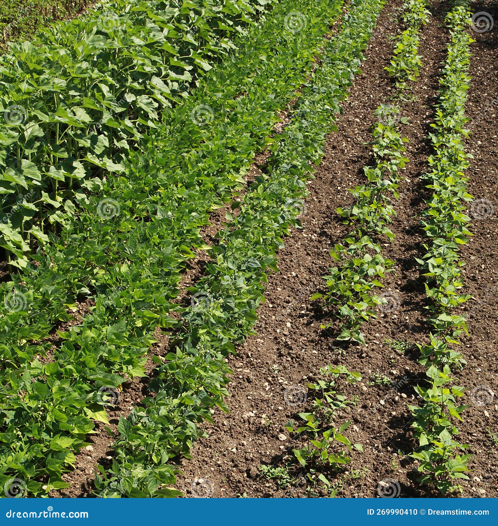 Alignment of Rows of Different Vegetables in a Vegetable Garden Stock ...