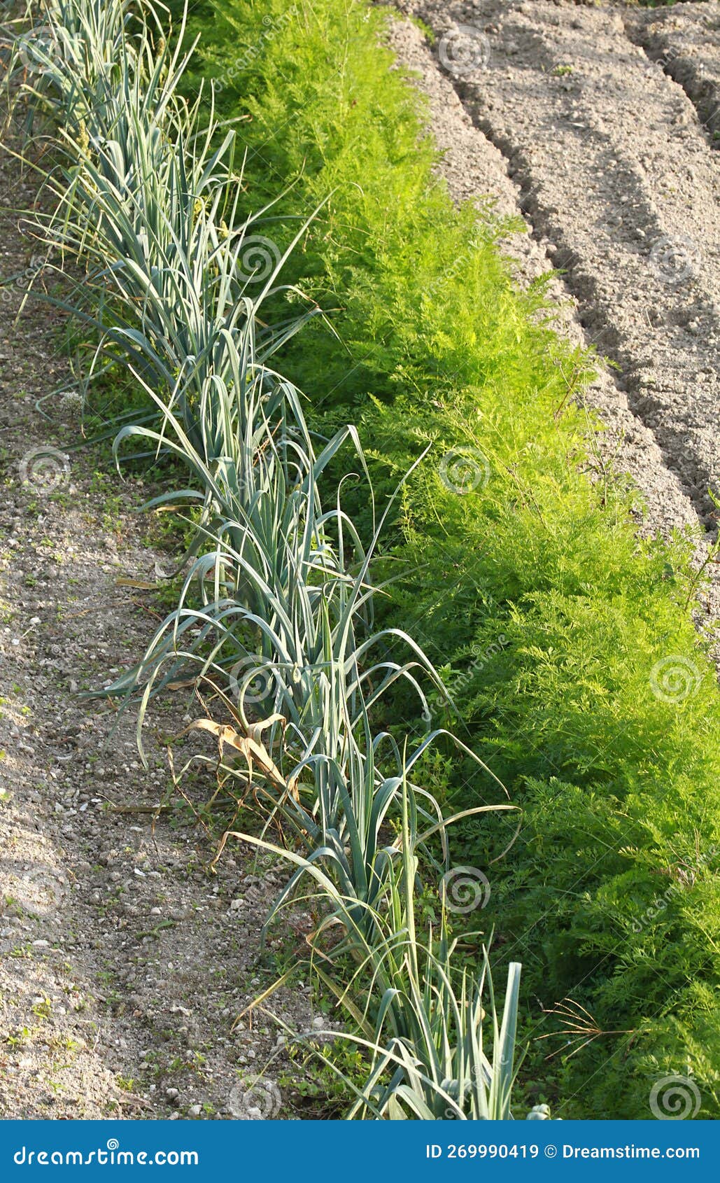 Alignment of Rows of Different Vegetables in a Vegetable Garden Stock ...
