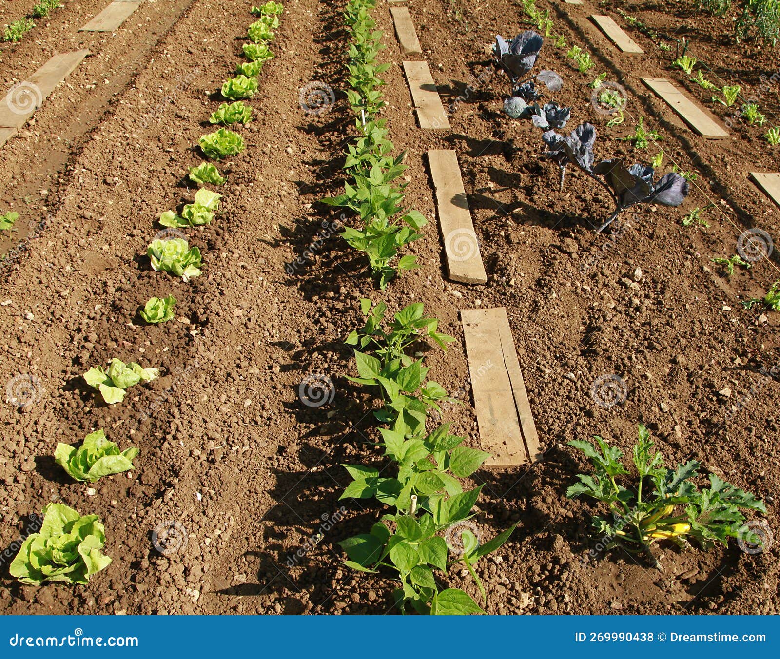 Alignment of Rows of Different Vegetables in a Vegetable Garden Stock ...
