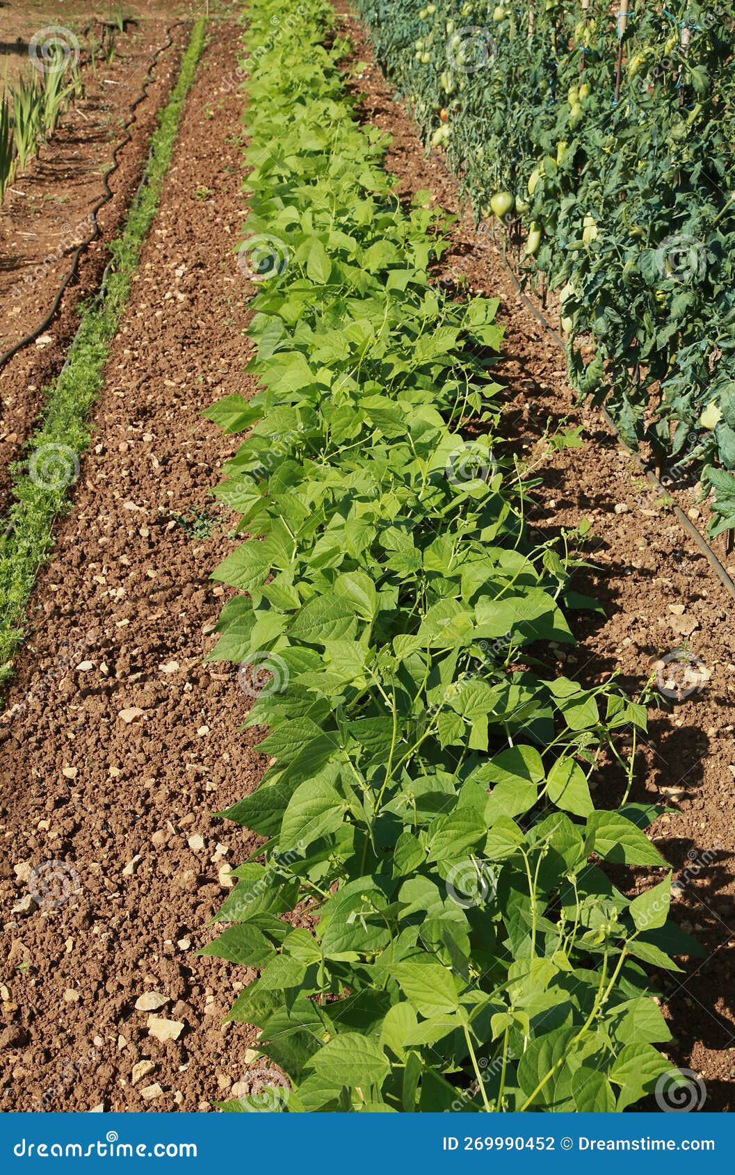 Alignment of Rows of Different Vegetables in a Vegetable Garden Stock ...