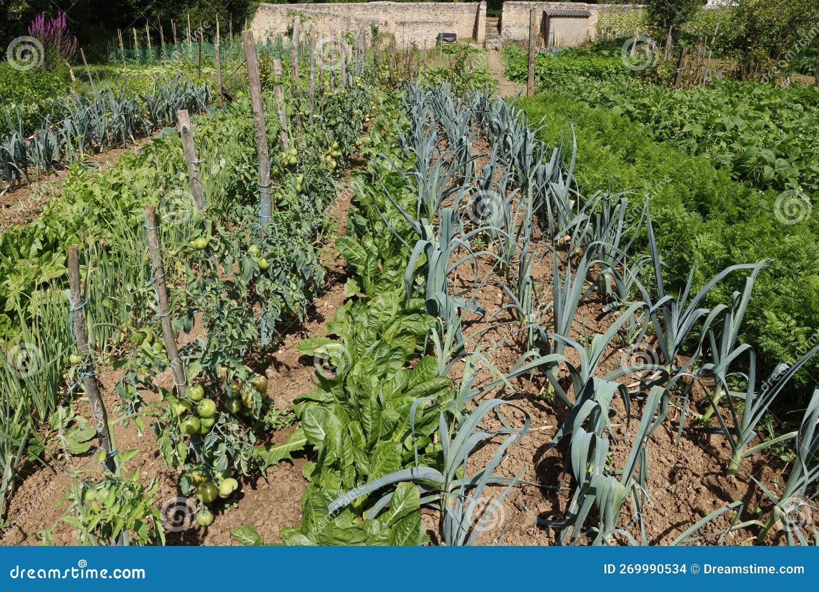 Alignment of Rows of Different Vegetables in a Vegetable Garden Stock ...