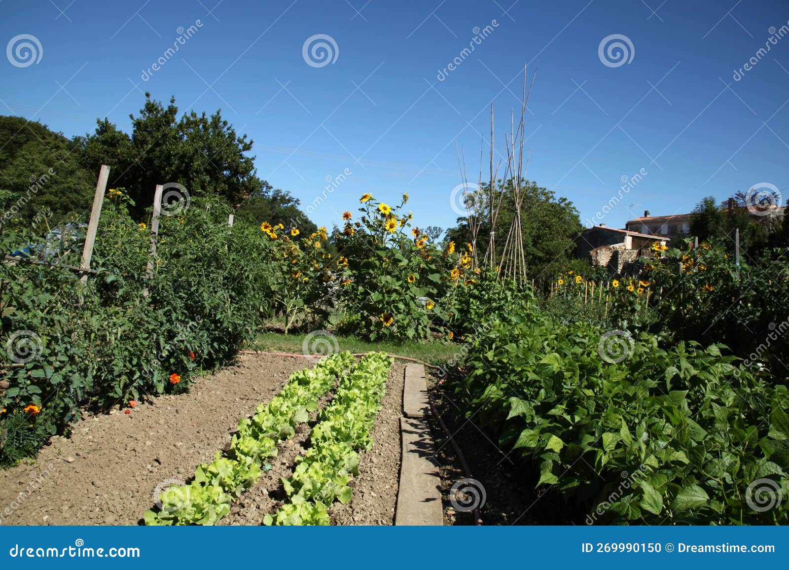 Alignment of Rows of Different Vegetables in a Vegetable Garden Stock ...