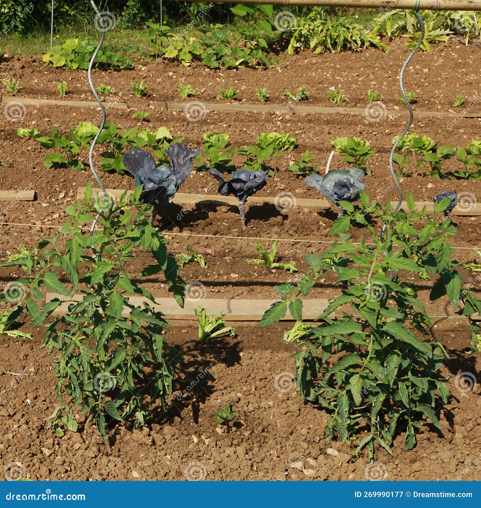 Alignment of Rows of Different Vegetables in a Vegetable Garden Stock ...