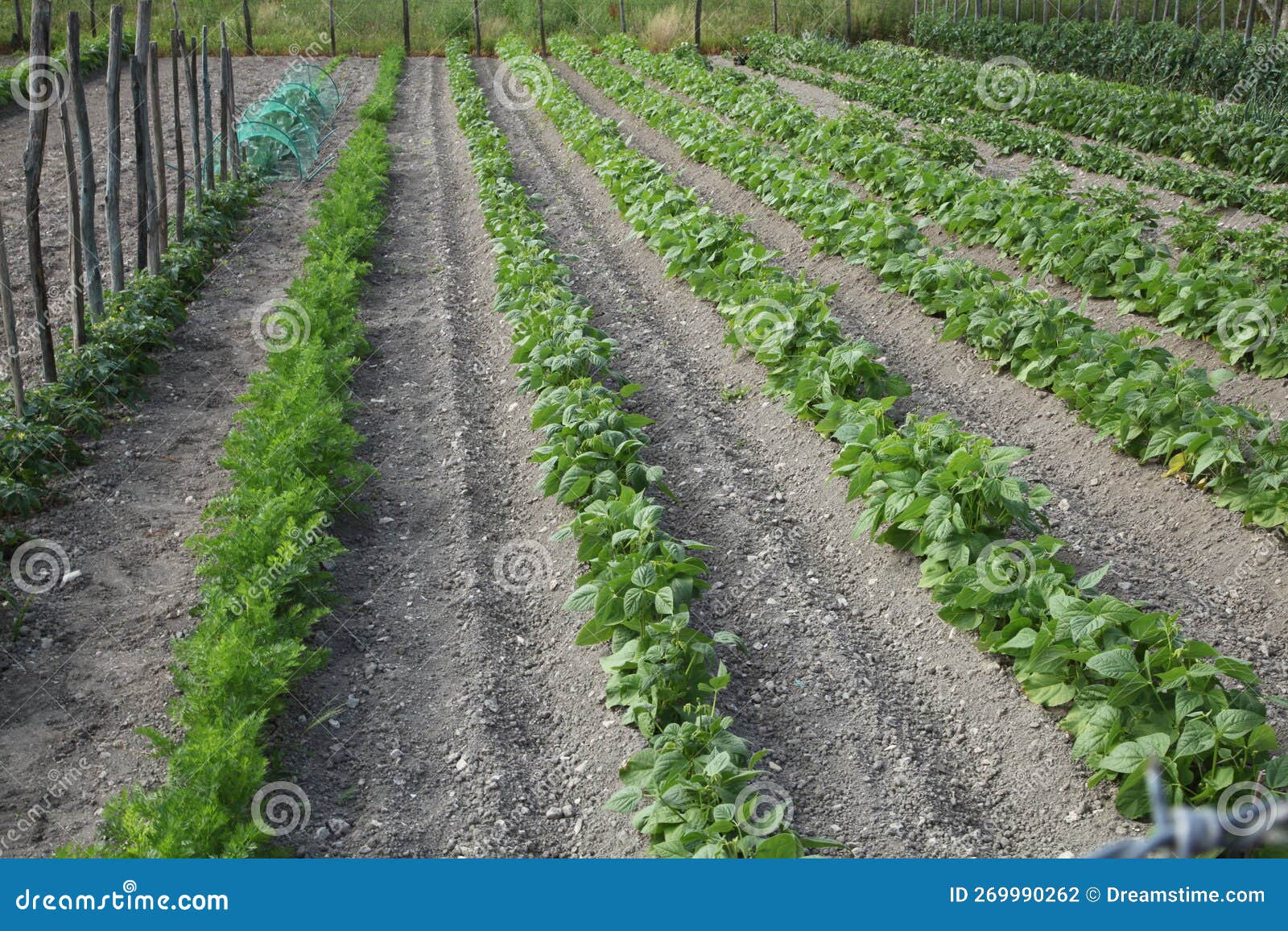 Alignment of Rows of Different Vegetables in a Vegetable Garden Stock ...