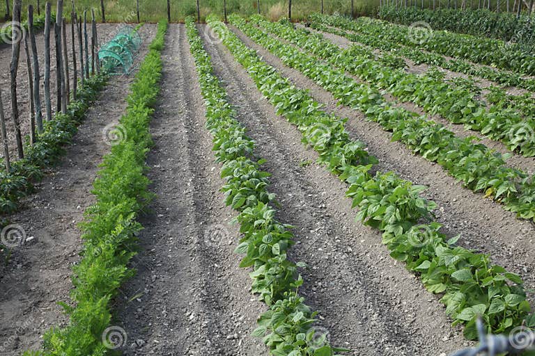 Alignment of Rows of Different Vegetables in a Vegetable Garden Stock ...