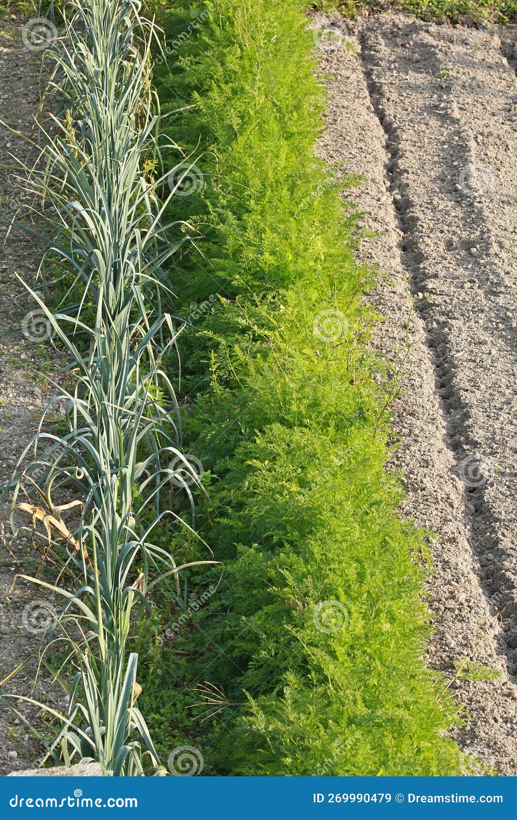 Alignment of Rows of Different Vegetables in a Vegetable Garden Stock ...