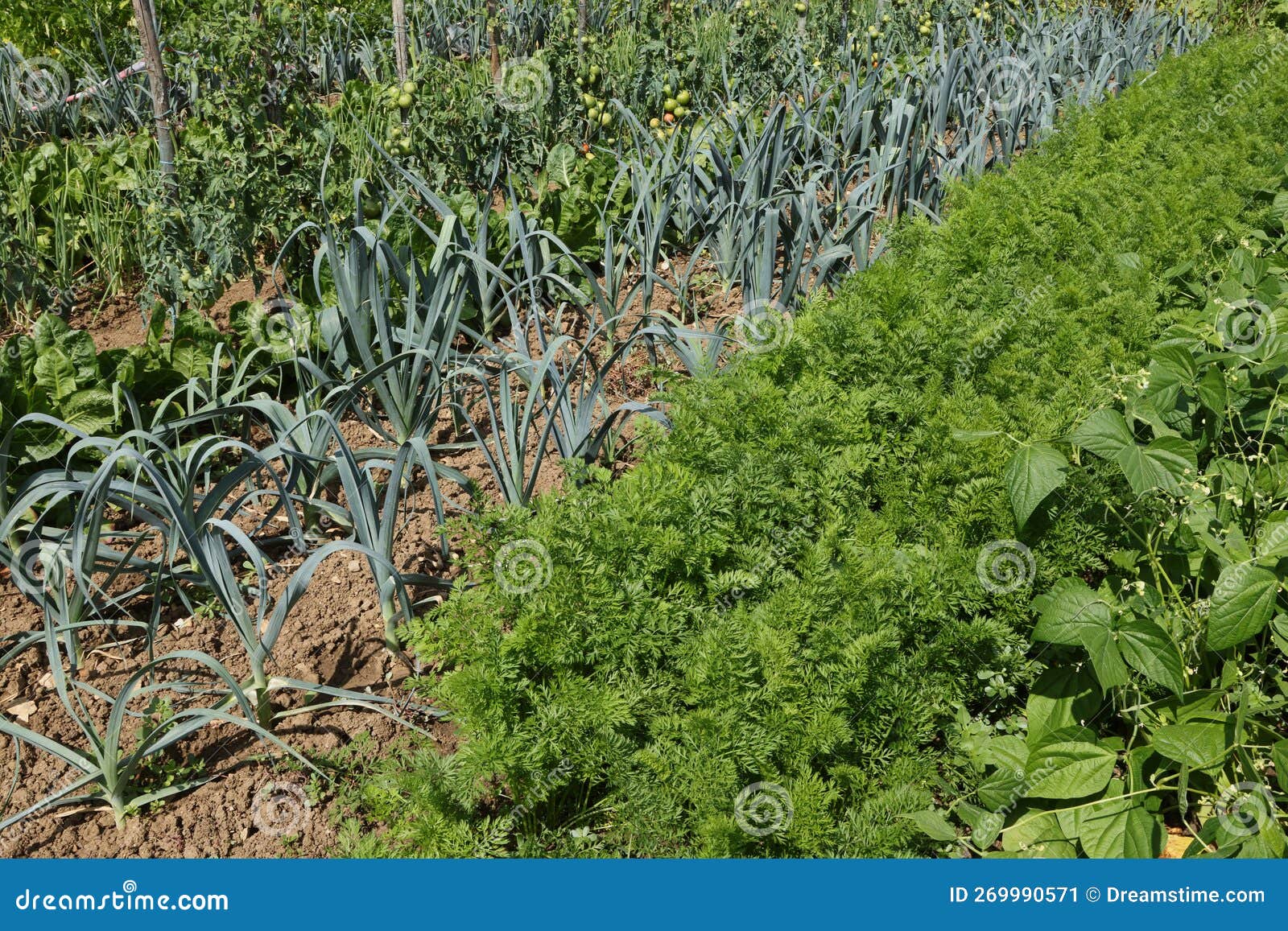 Alignment of Rows of Different Vegetables in a Vegetable Garden Stock ...