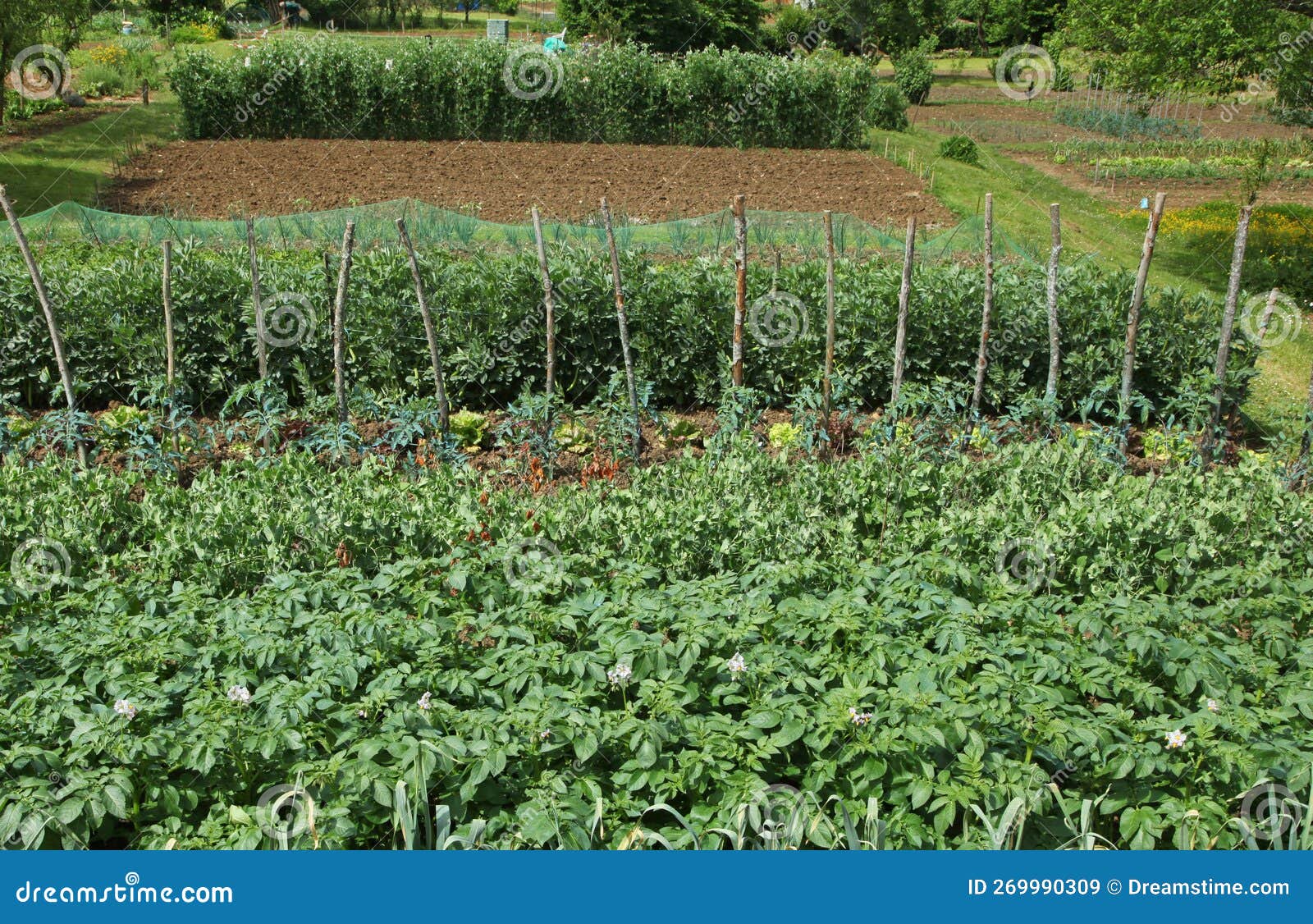 Alignment of Rows of Different Vegetables in a Vegetable Garden Stock ...