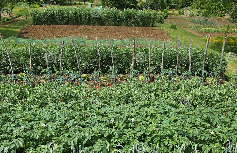 Alignment of Rows of Different Vegetables in a Vegetable Garden Stock ...