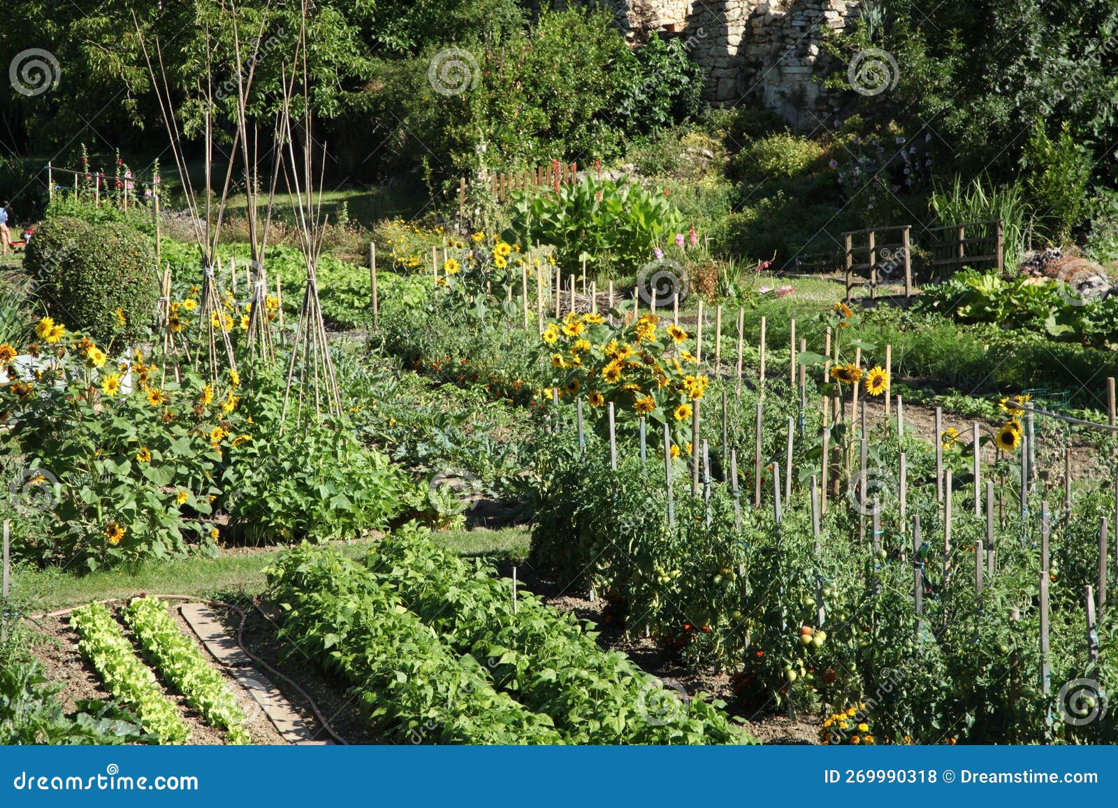 Alignment of Rows of Different Vegetables in a Vegetable Garden Stock ...