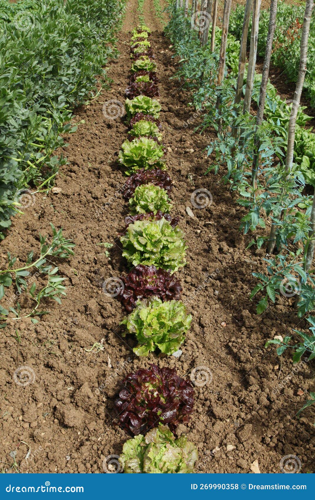Alignment of Rows of Different Vegetables in a Vegetable Garden Stock ...