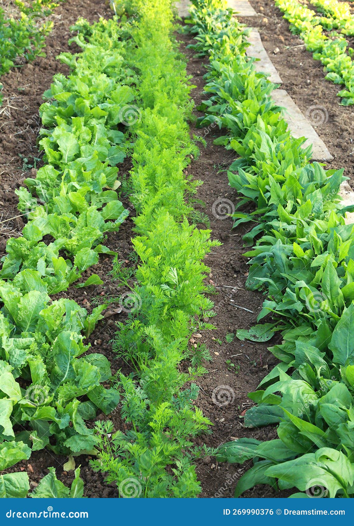 Alignment of Rows of Different Vegetables in a Vegetable Garden Stock ...