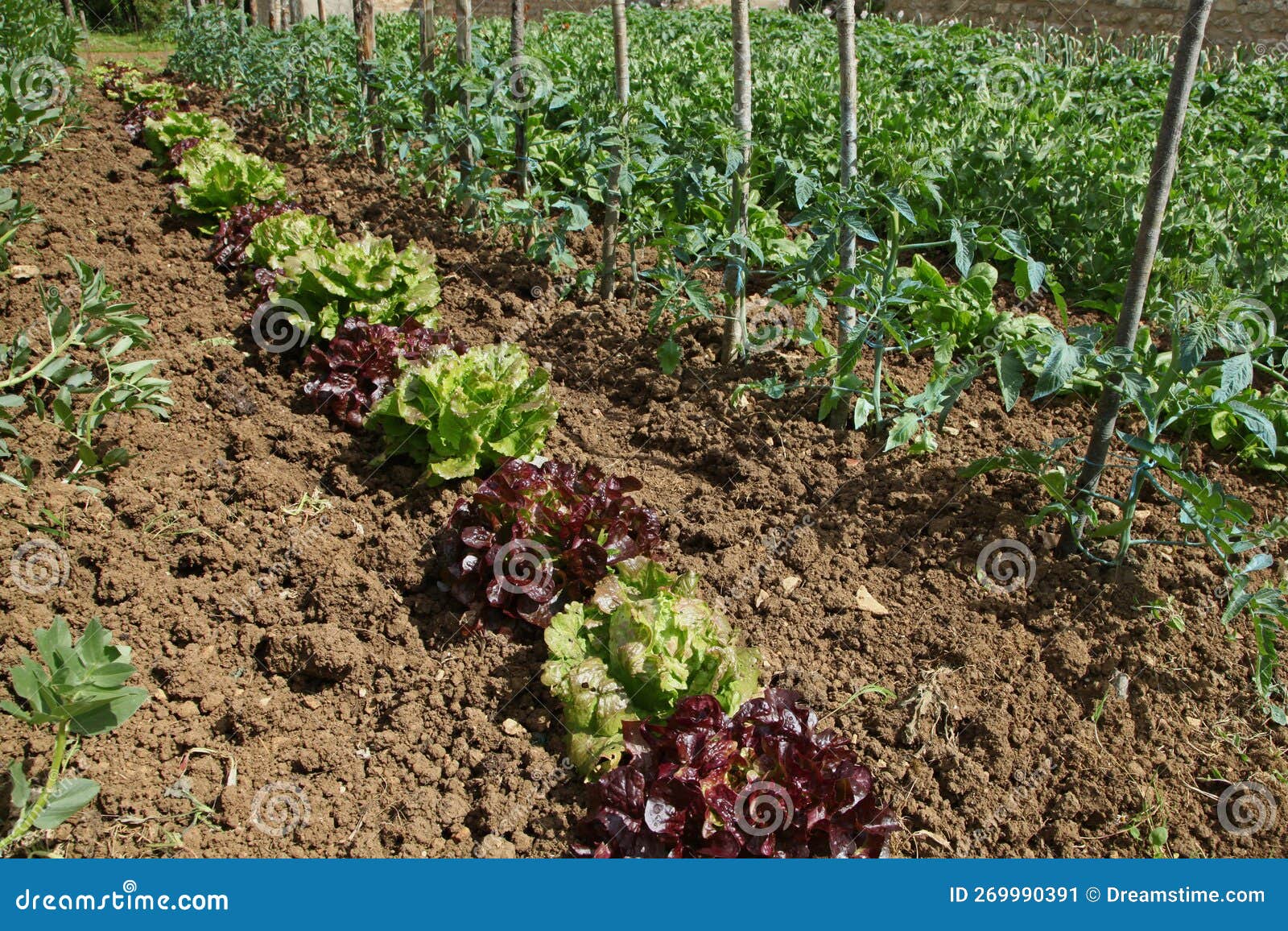 Alignment of Rows of Different Vegetables in a Vegetable Garden Stock ...