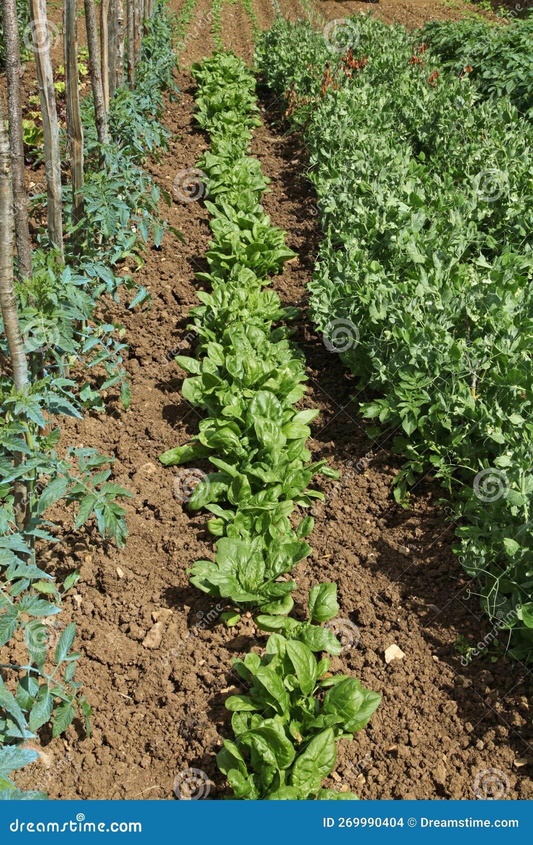 Alignment of Rows of Different Vegetables in a Vegetable Garden Stock ...