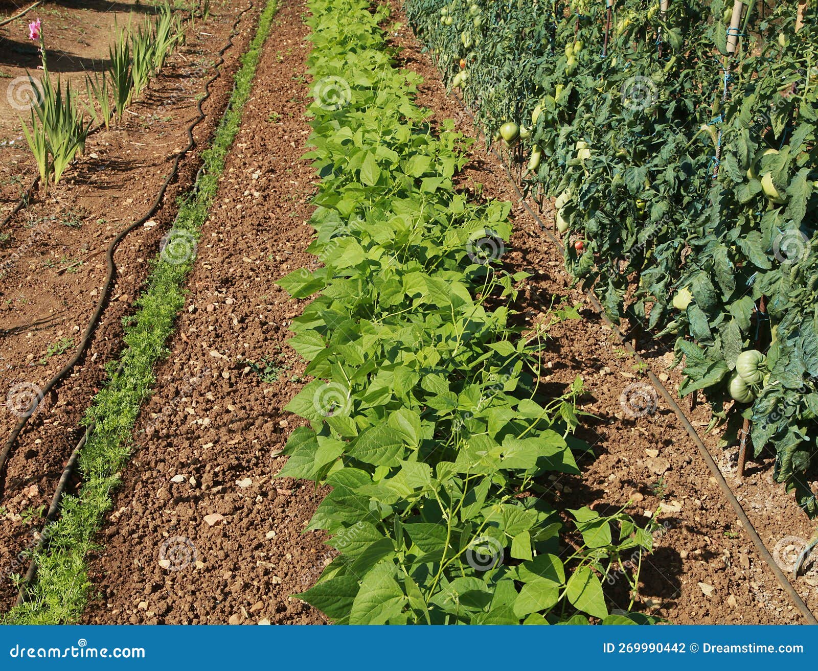 Alignment of Rows of Different Vegetables in a Vegetable Garden Stock ...