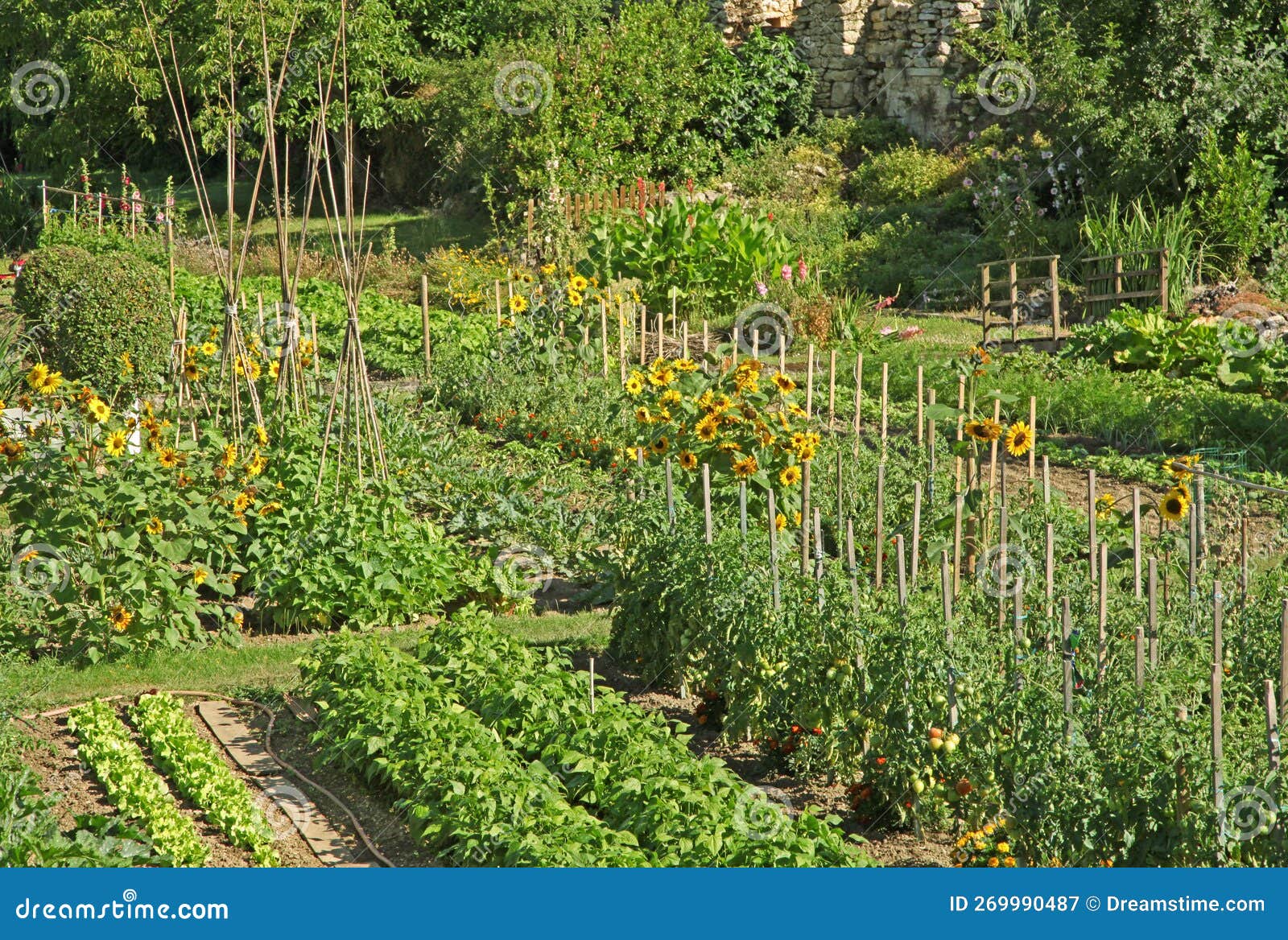 Alignment of Rows of Different Vegetables in a Vegetable Garden Stock ...