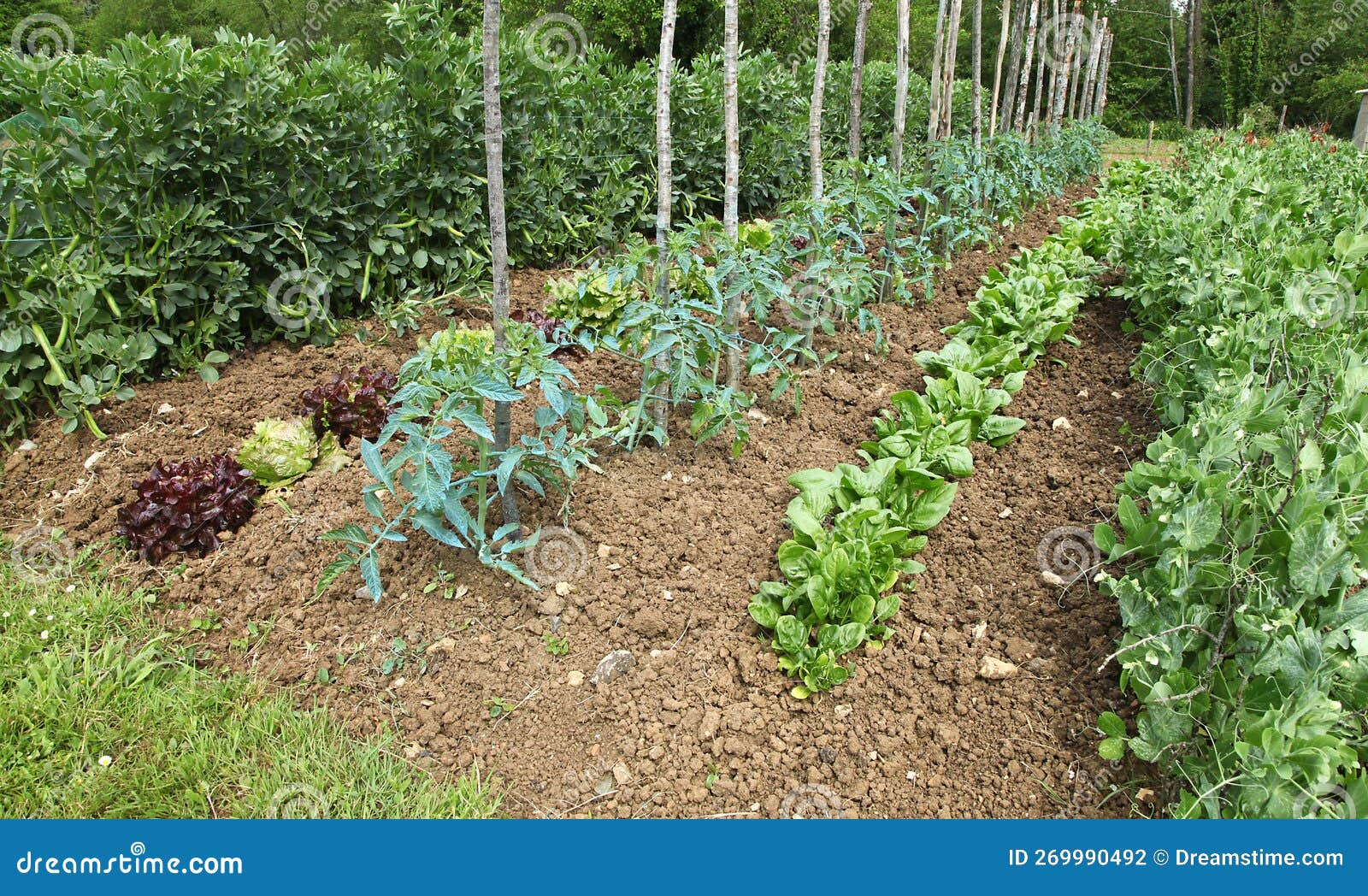 Alignment of Rows of Different Vegetables in a Vegetable Garden Stock ...