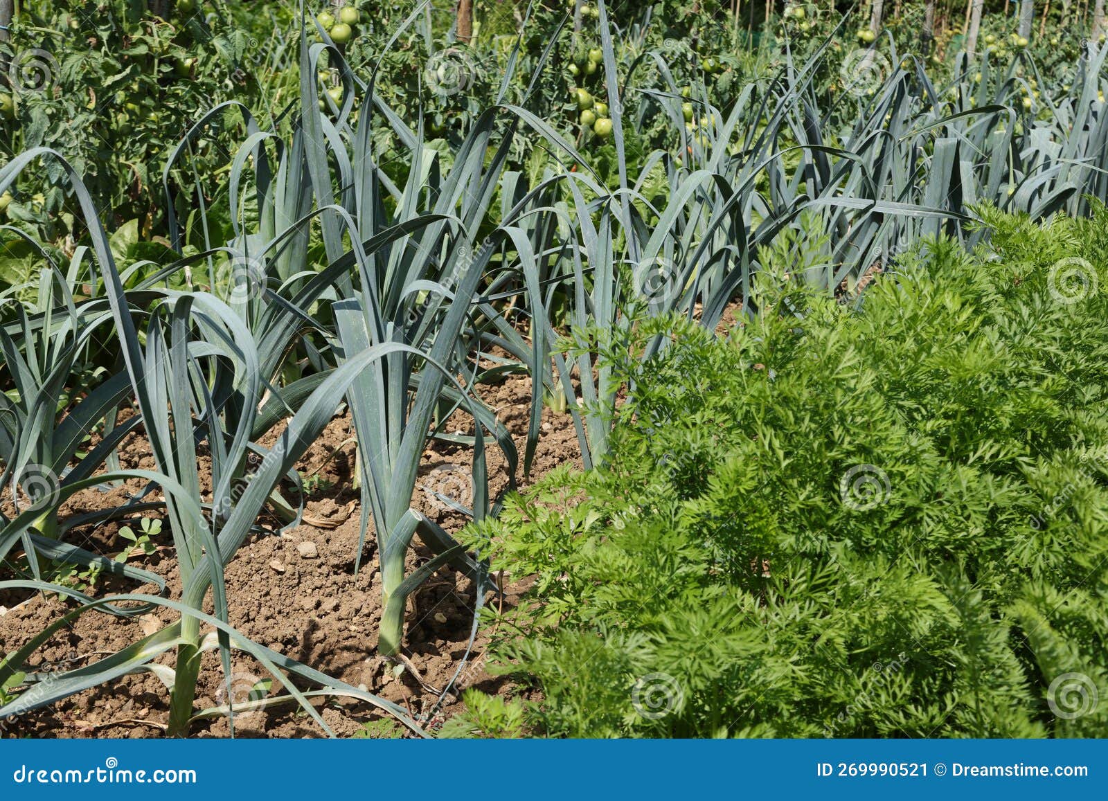 Alignment of Rows of Different Vegetables in a Vegetable Garden Stock ...