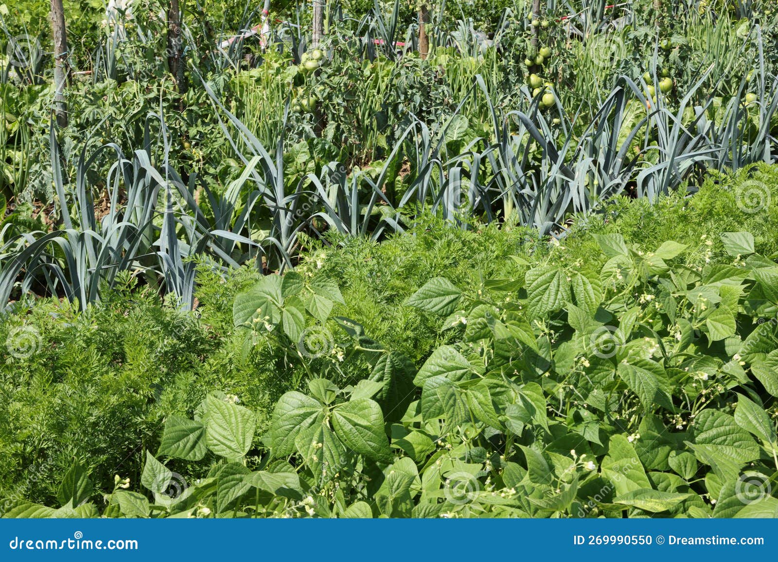 Alignment of Rows of Different Vegetables in a Vegetable Garden Stock ...