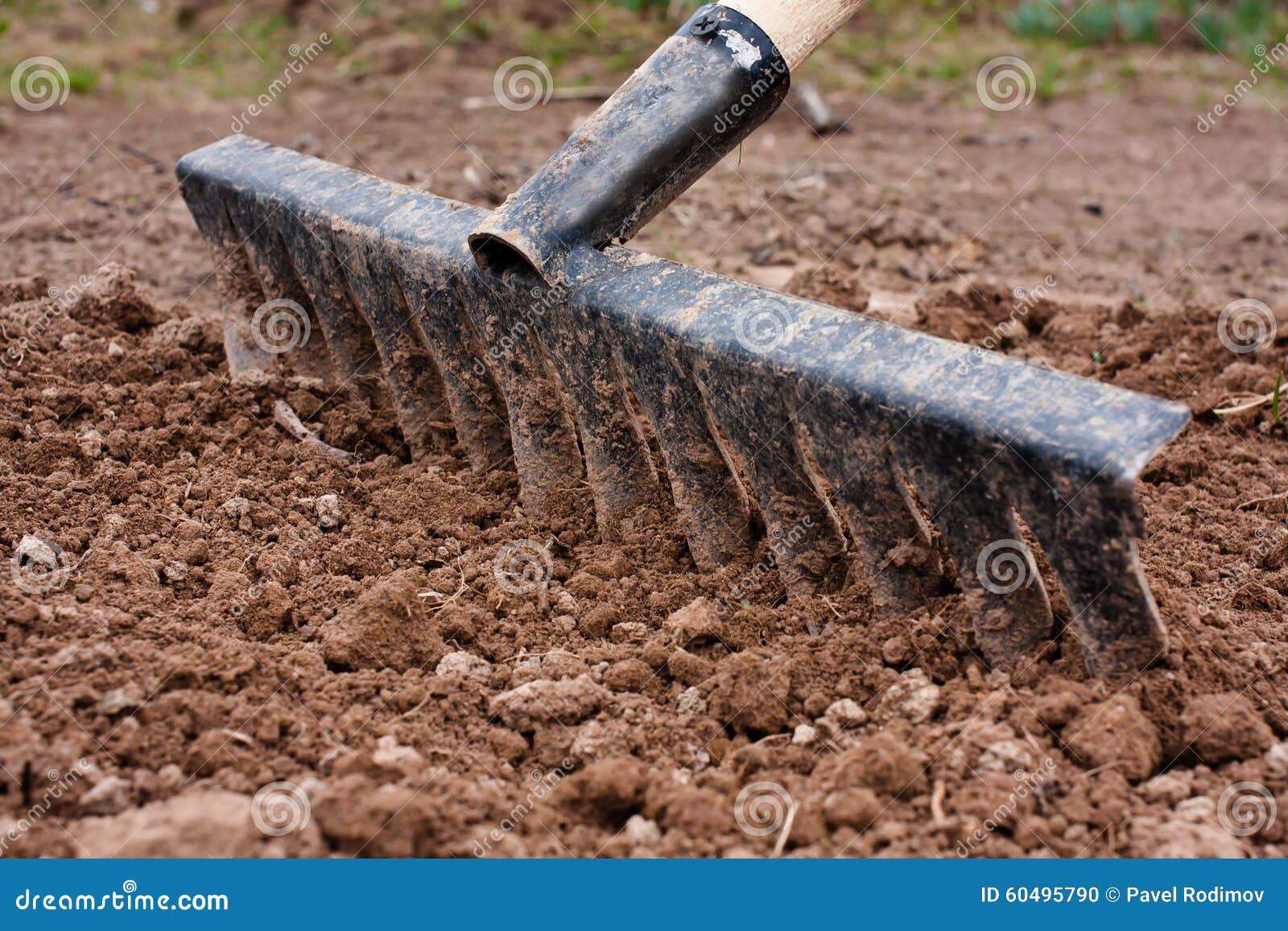 Alignment Of Soil In The Vegetable Garden With Rake Royalty-Free Stock ...