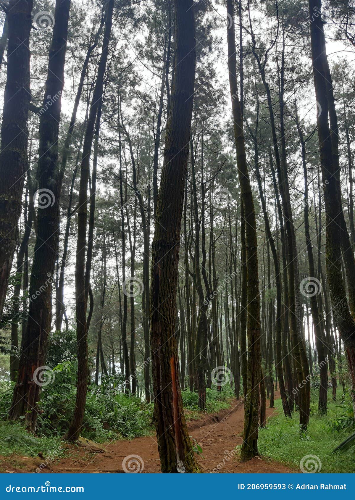 Alignment of trees stock image. Image of trees, nature - 206959593