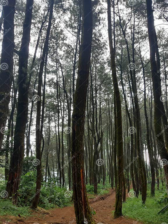 Alignment of trees stock image. Image of trees, nature - 206959593